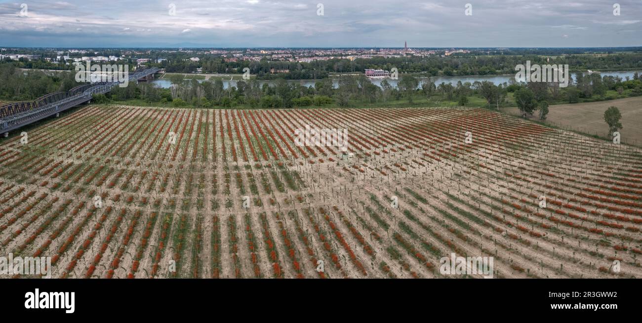 aerial scenic shot of Cremona Lombardy , Italy, the river Po, and the ...