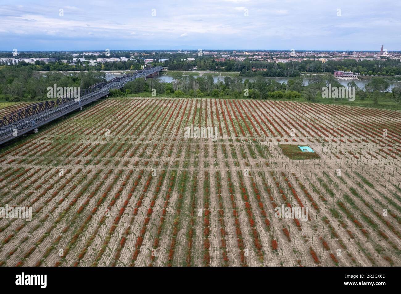 aerial scenic shot of Cremona Lombardy , Italy, the river Po, and the ...
