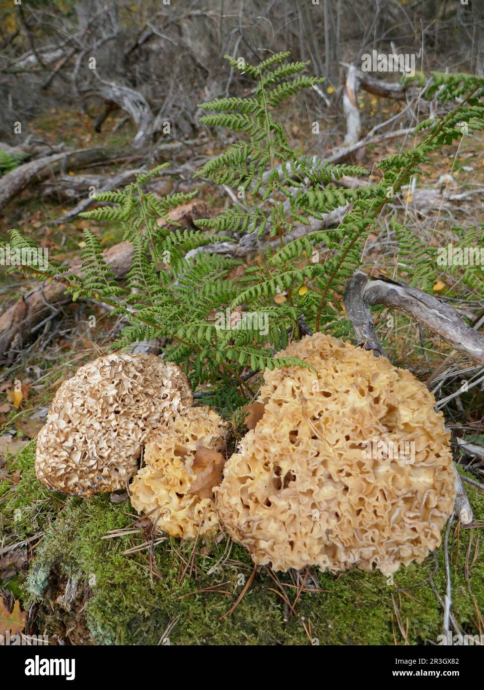 Glucken pilze hi-res stock photography and images - Alamy