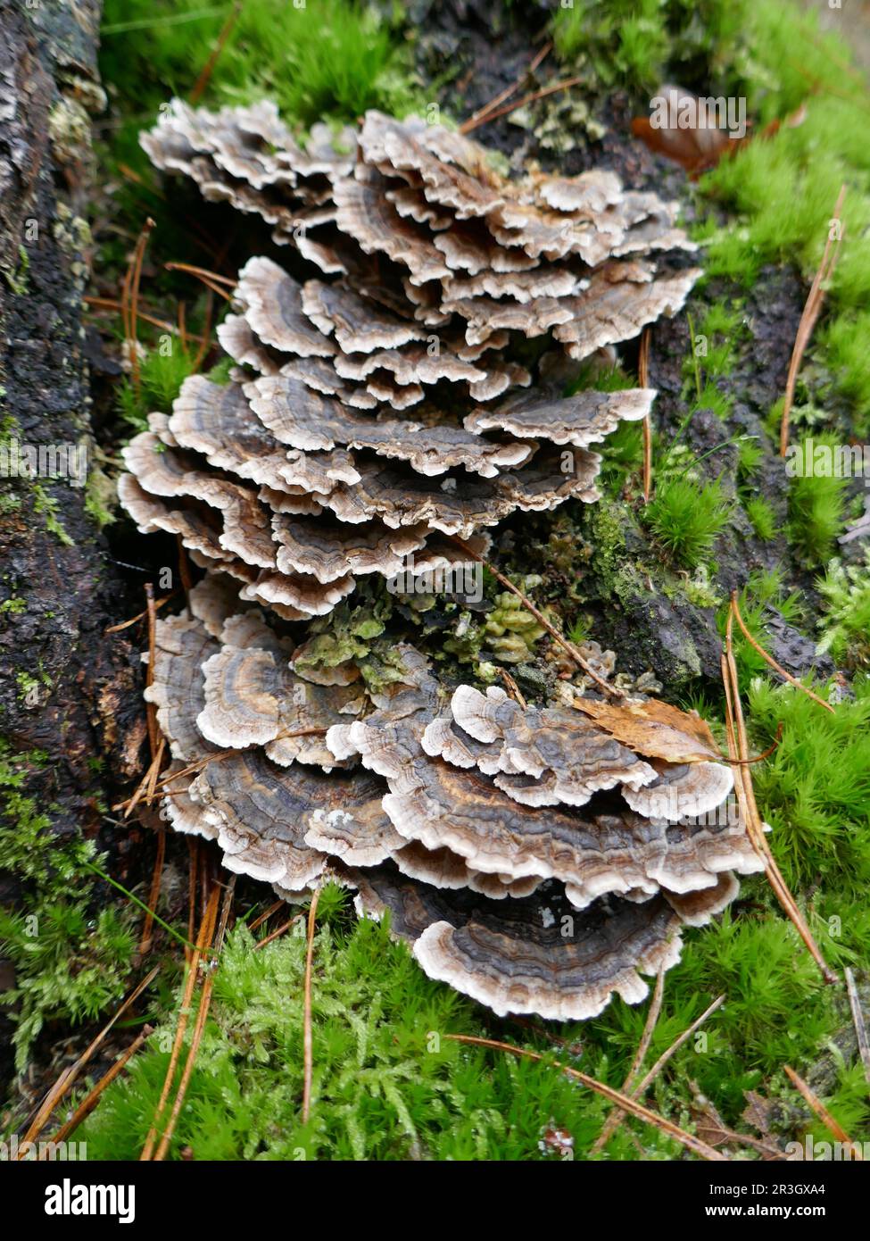 Tree mushrooms hi-res stock photography and images - Alamy