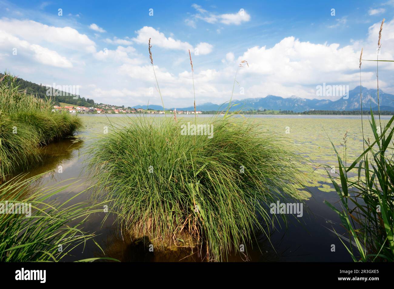 Lake Hopfensee in the Allgaeu (Bavaria) (Germany Stock Photo - Alamy