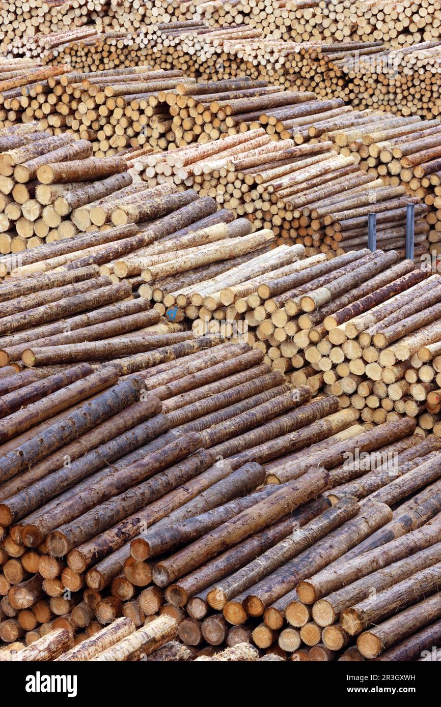 Debarked tree trunks in a log yard Stock Photo - Alamy
