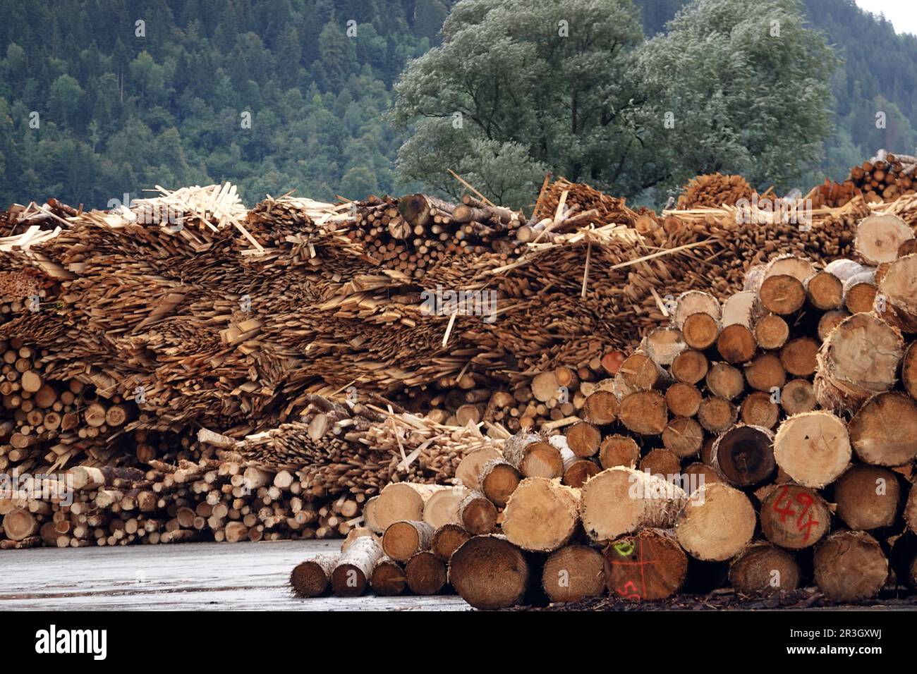 Log storage and processing in the sawmill of Binderholz GmbH Stock ...