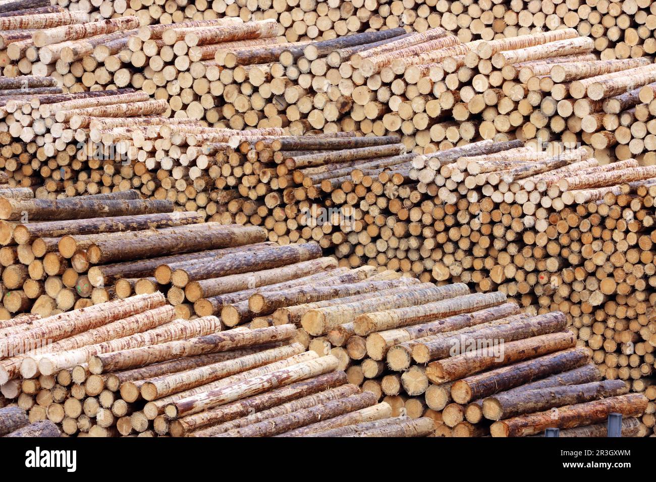 Debarked tree trunks in a log yard Stock Photo - Alamy