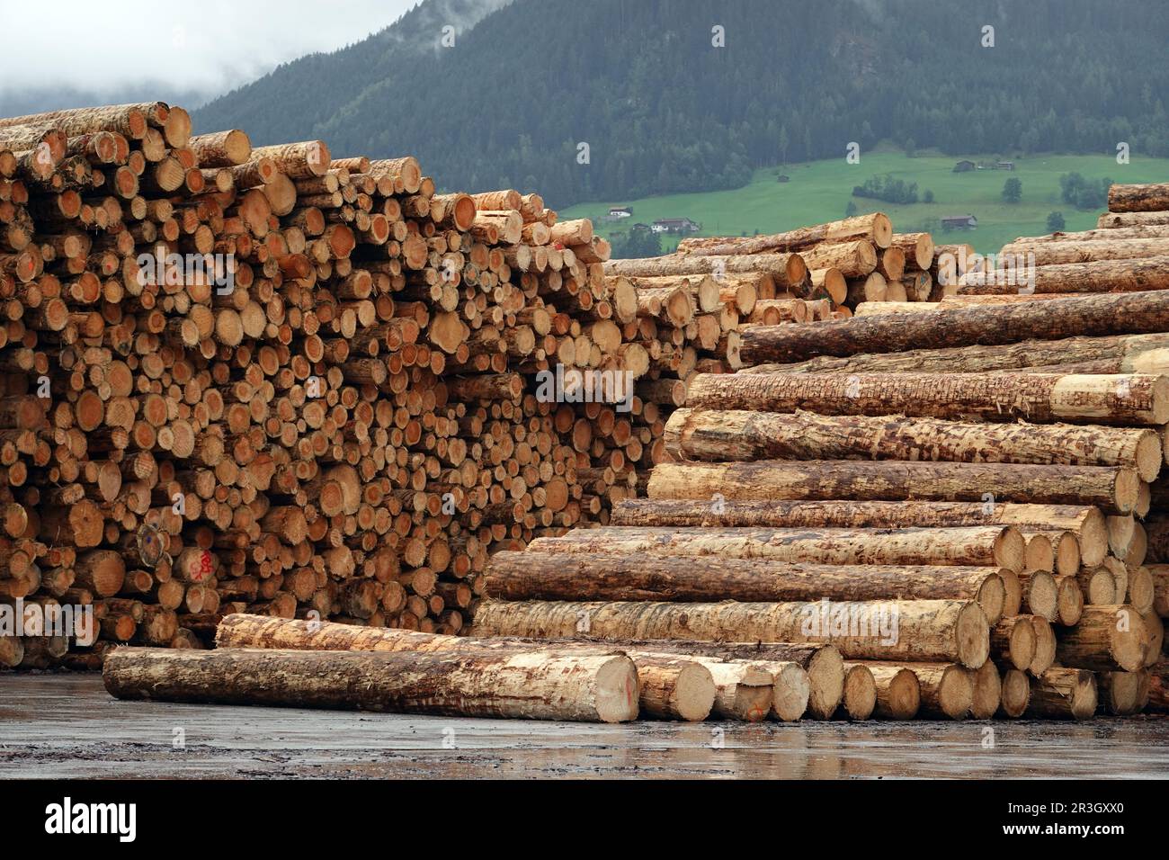 Log storage and processing in the sawmill of Binderholz GmbH Stock ...