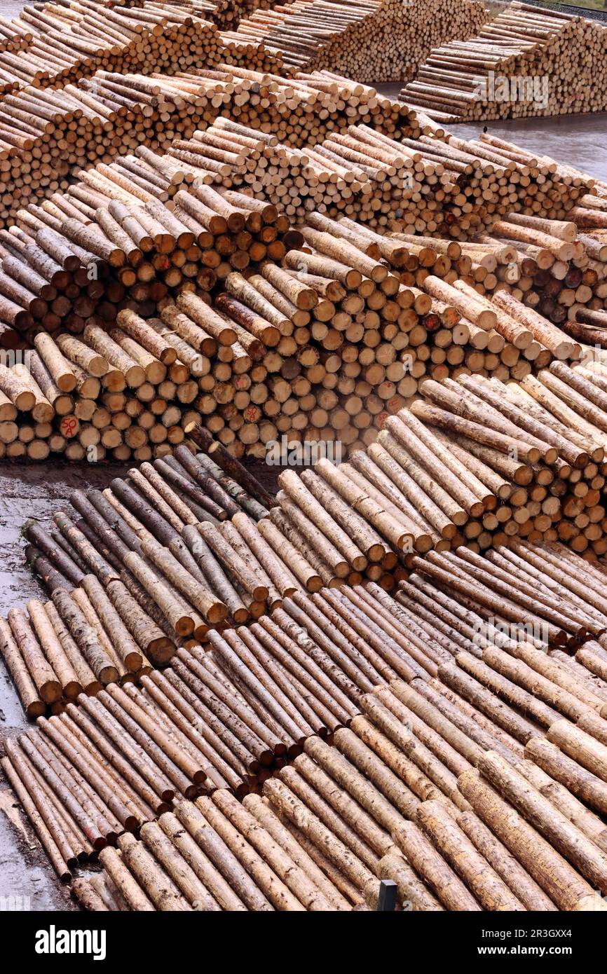 Debarked tree trunks in a log yard Stock Photo - Alamy