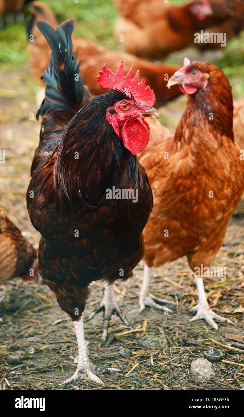 Rooster in traditional free range poultry farming Stock Photo - Alamy