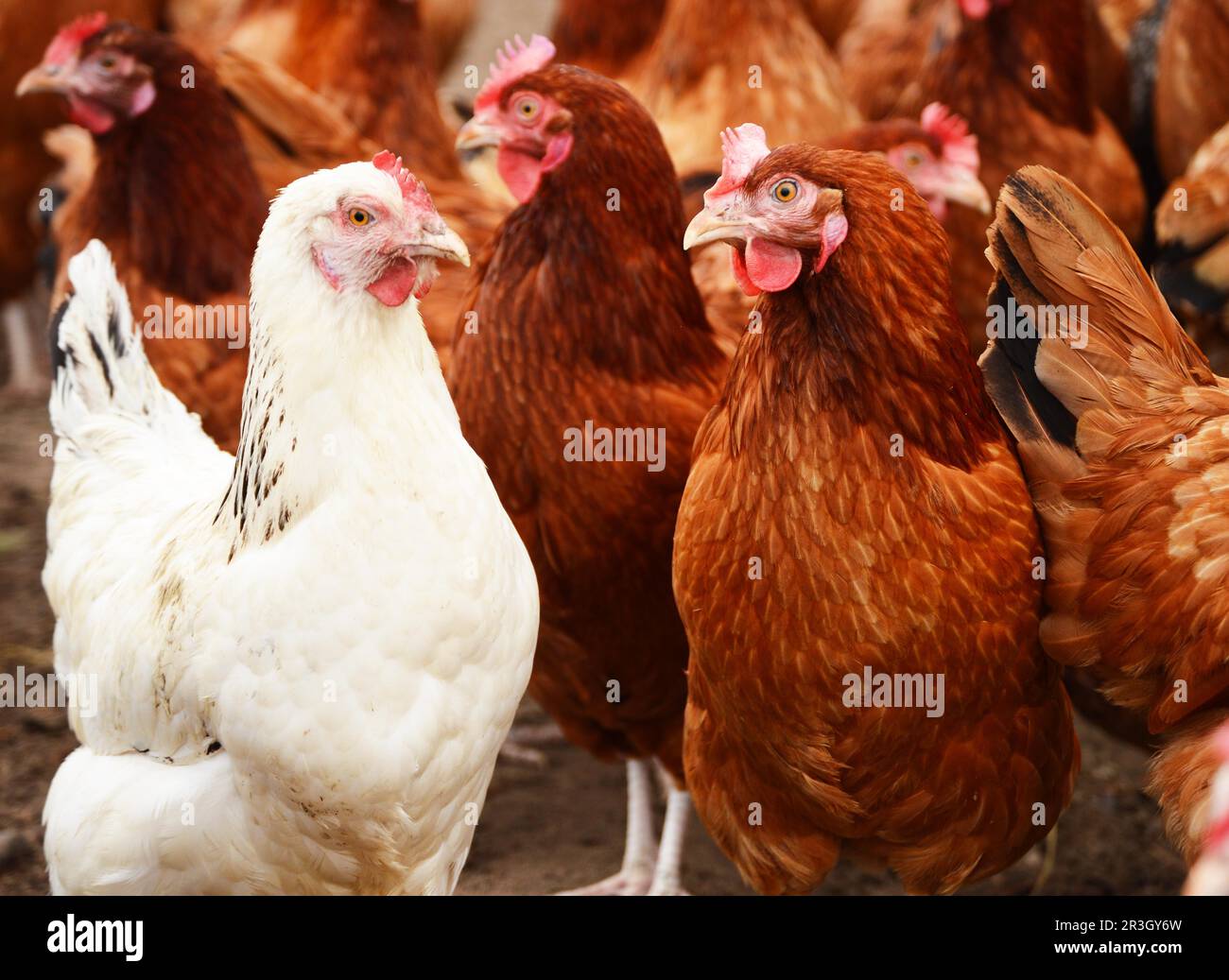Traditional free range poultry farming Stock Photo - Alamy