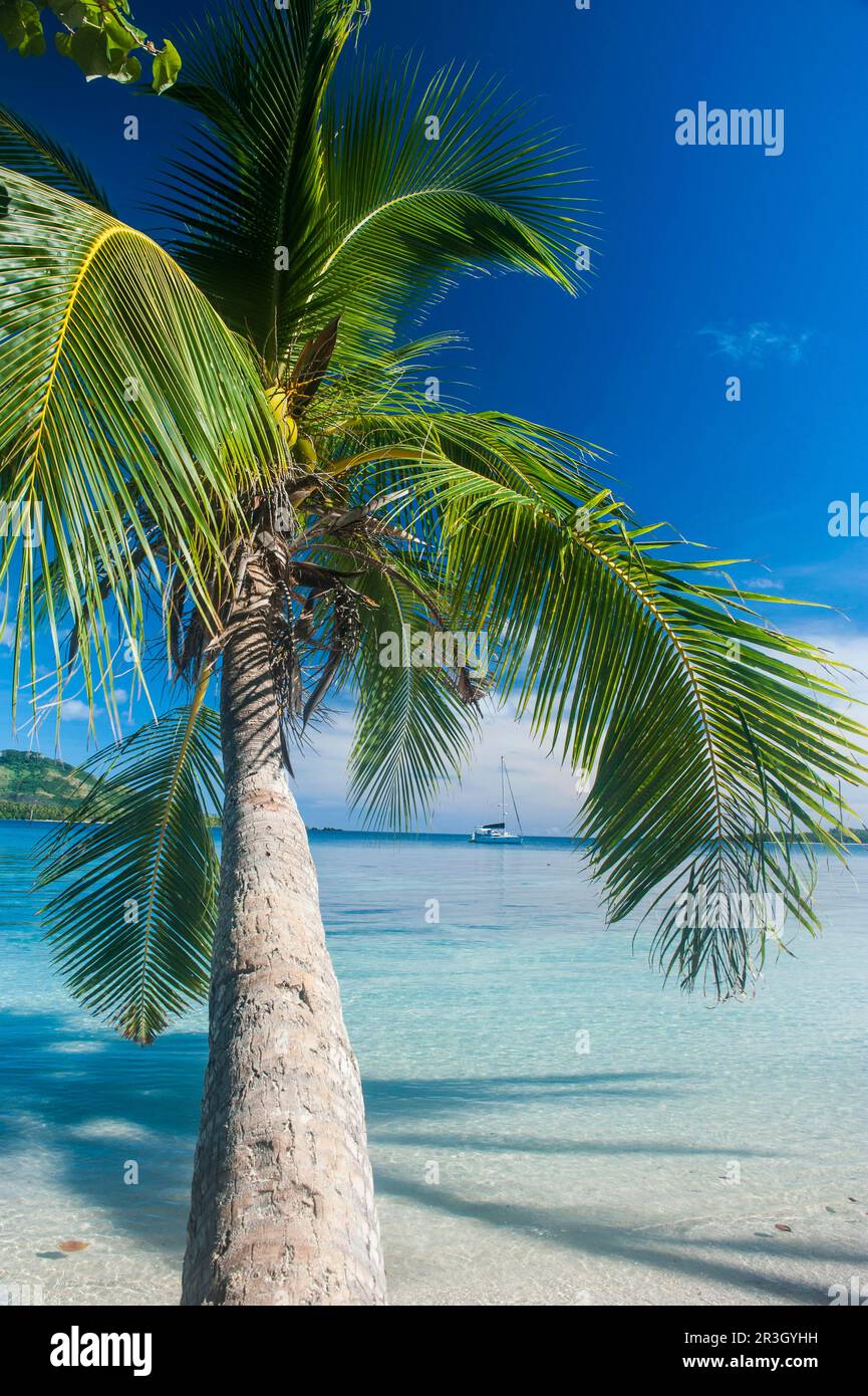 Palm tree hanging in the water, Yasawas, Fiji, South Pacific Stock ...