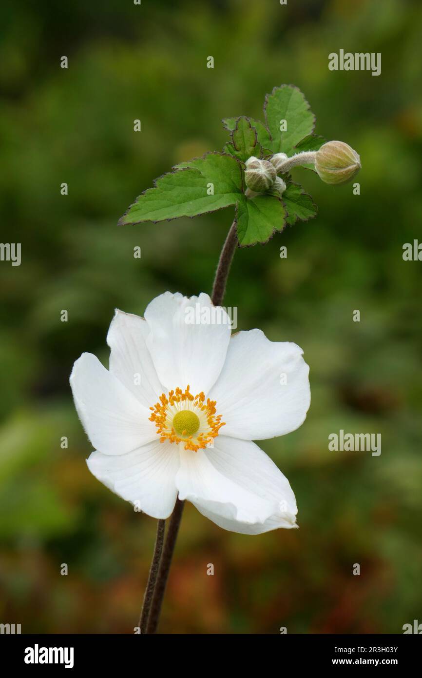 Japanische anemone hupehensis hi-res stock photography and images - Alamy