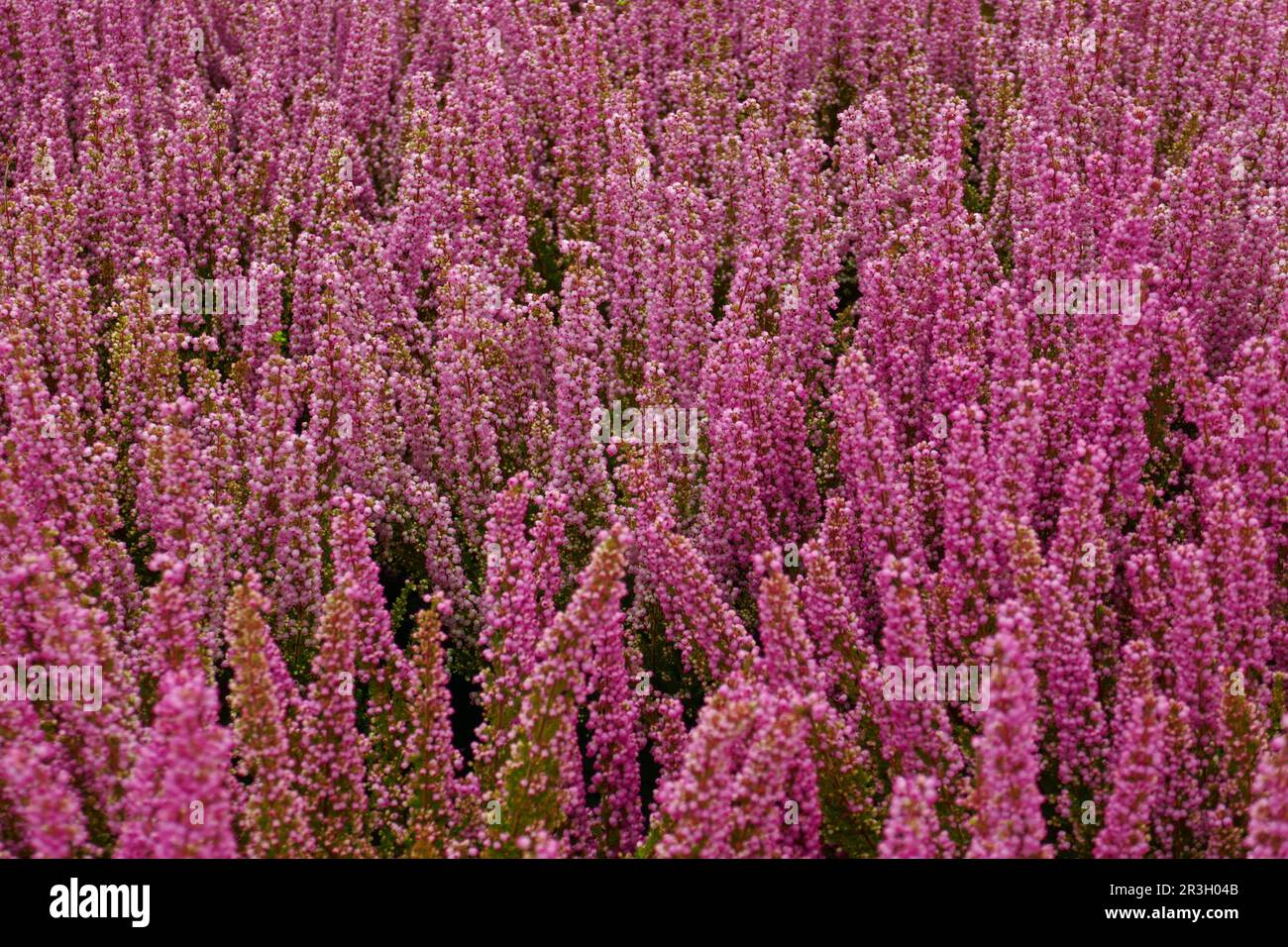 Bell curves hi-res stock photography and images - Alamy