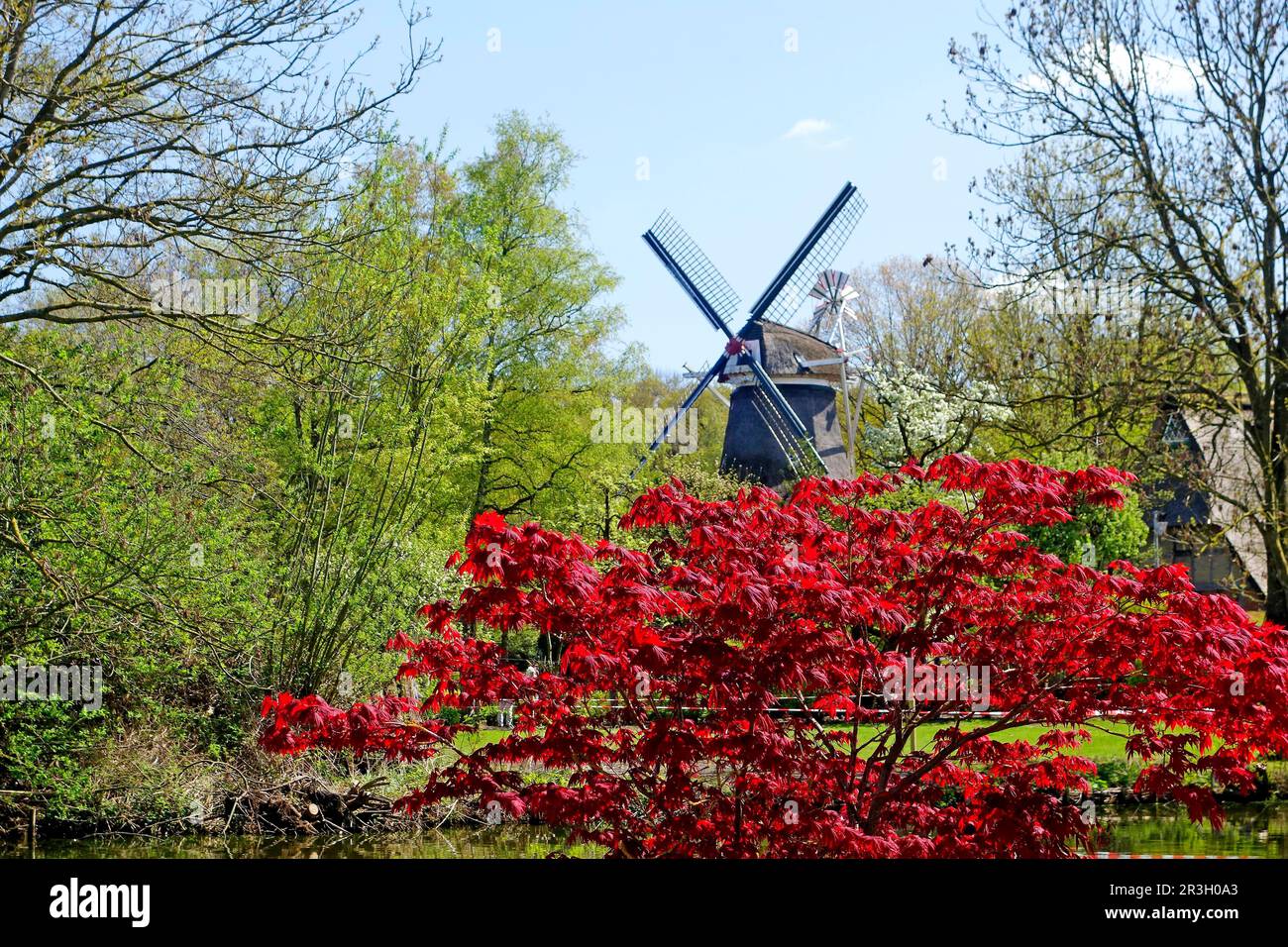 Japanese maple (Acer red), windmill, two-storey gallery holland, open ...