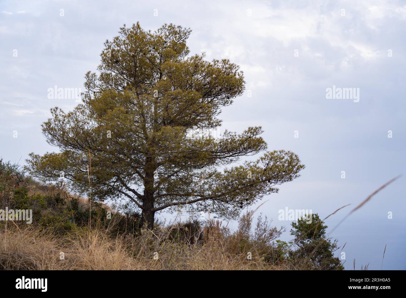 Maro cliffs nerja hi-res stock photography and images - Alamy