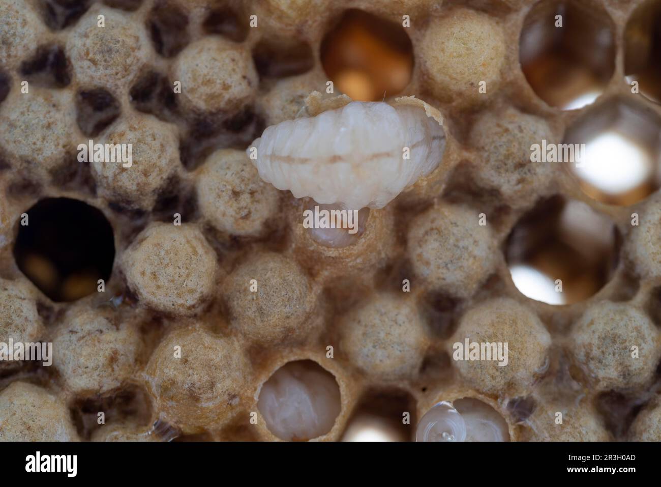 Drone larvae hi-res stock photography and images - Alamy