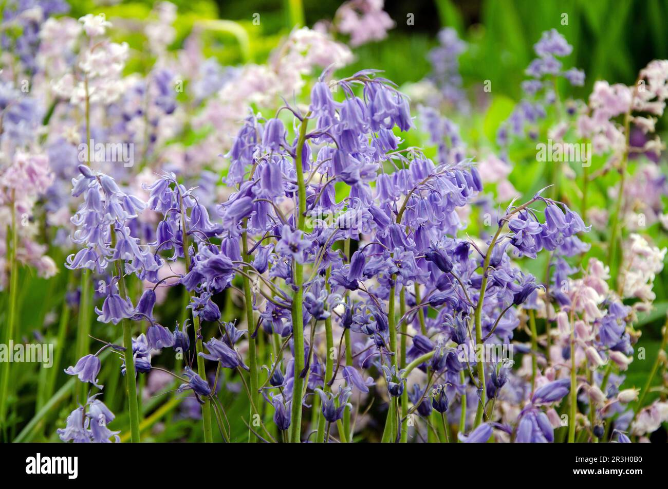 Spanish bluebell flowers, Hyacinthoides hispanica. Close up image of ...