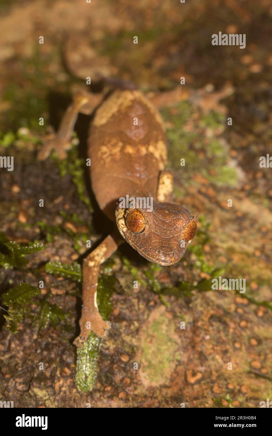 Rare leaf-tailed gecko (Uroplatus finiavana) camouflaged on tree trunk ...