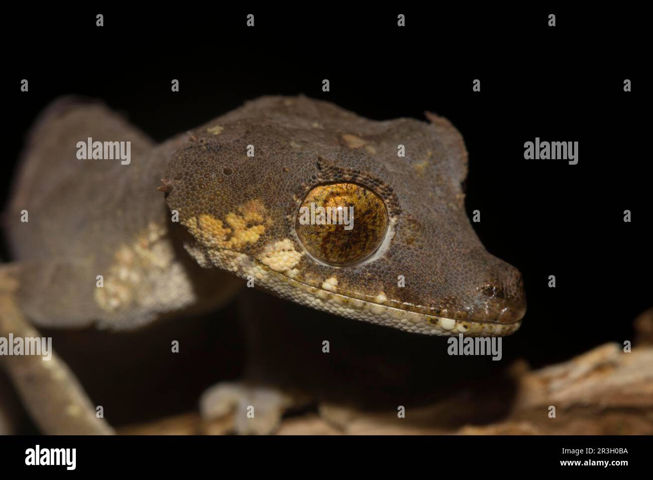 Close-up, rare leaf-tailed gecko (Uroplatus finiavana) on branch, male ...