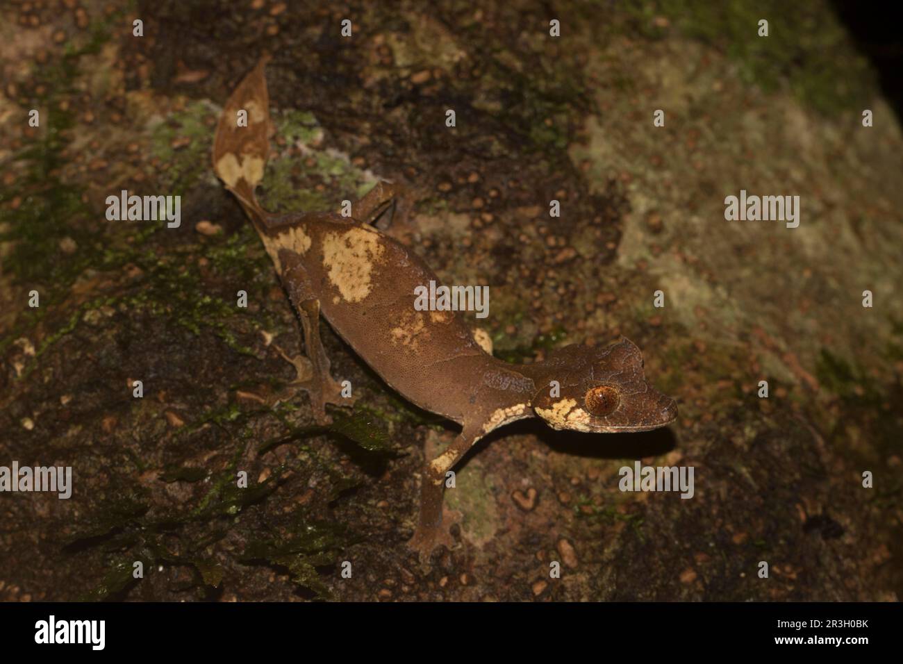 Rare leaf-tailed gecko (Uroplatus finiavana) camouflaged on tree trunk ...