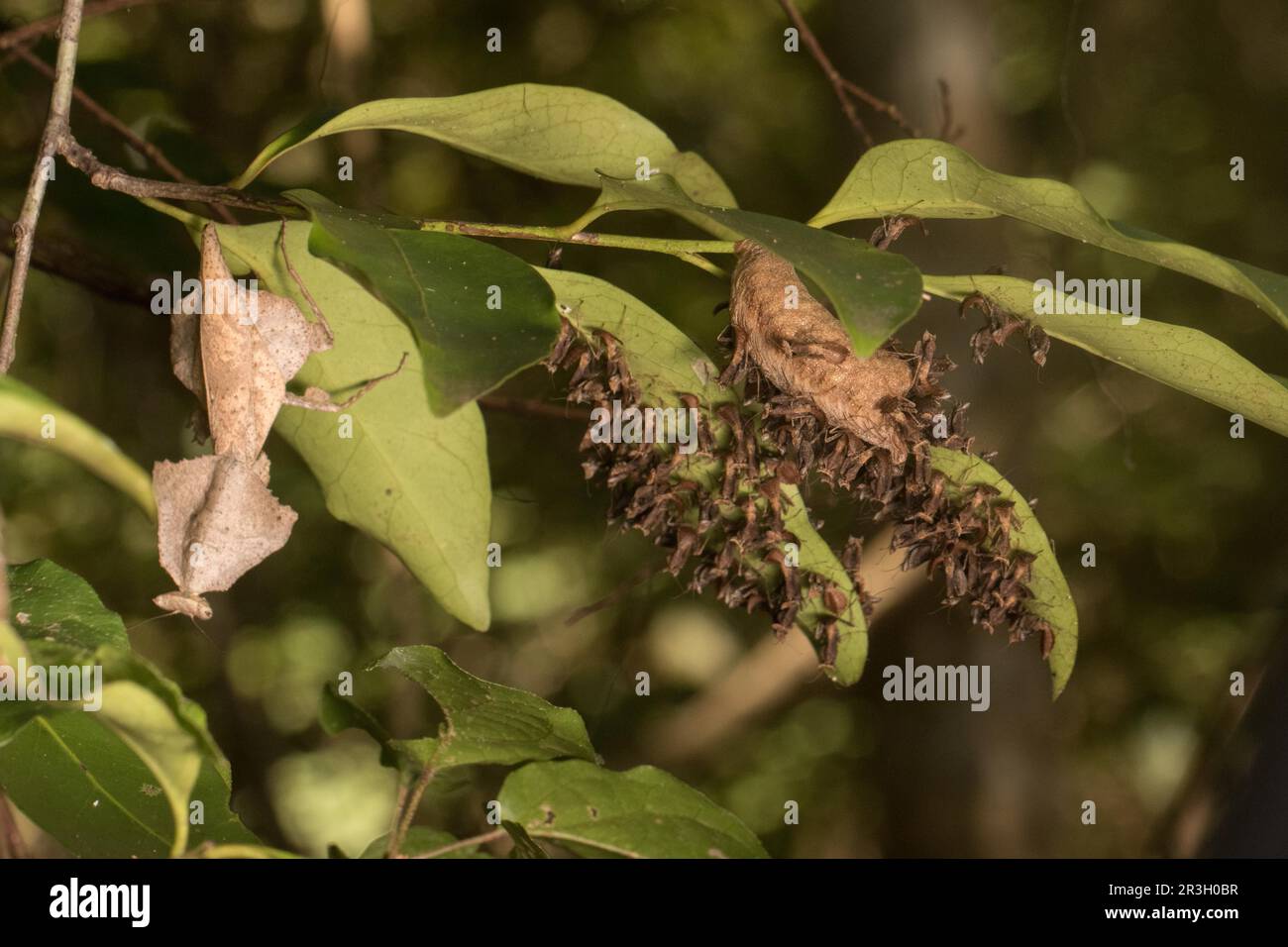 Rare shield mantis (Brancsikia freyi) with ootheca and freshly hatched ...