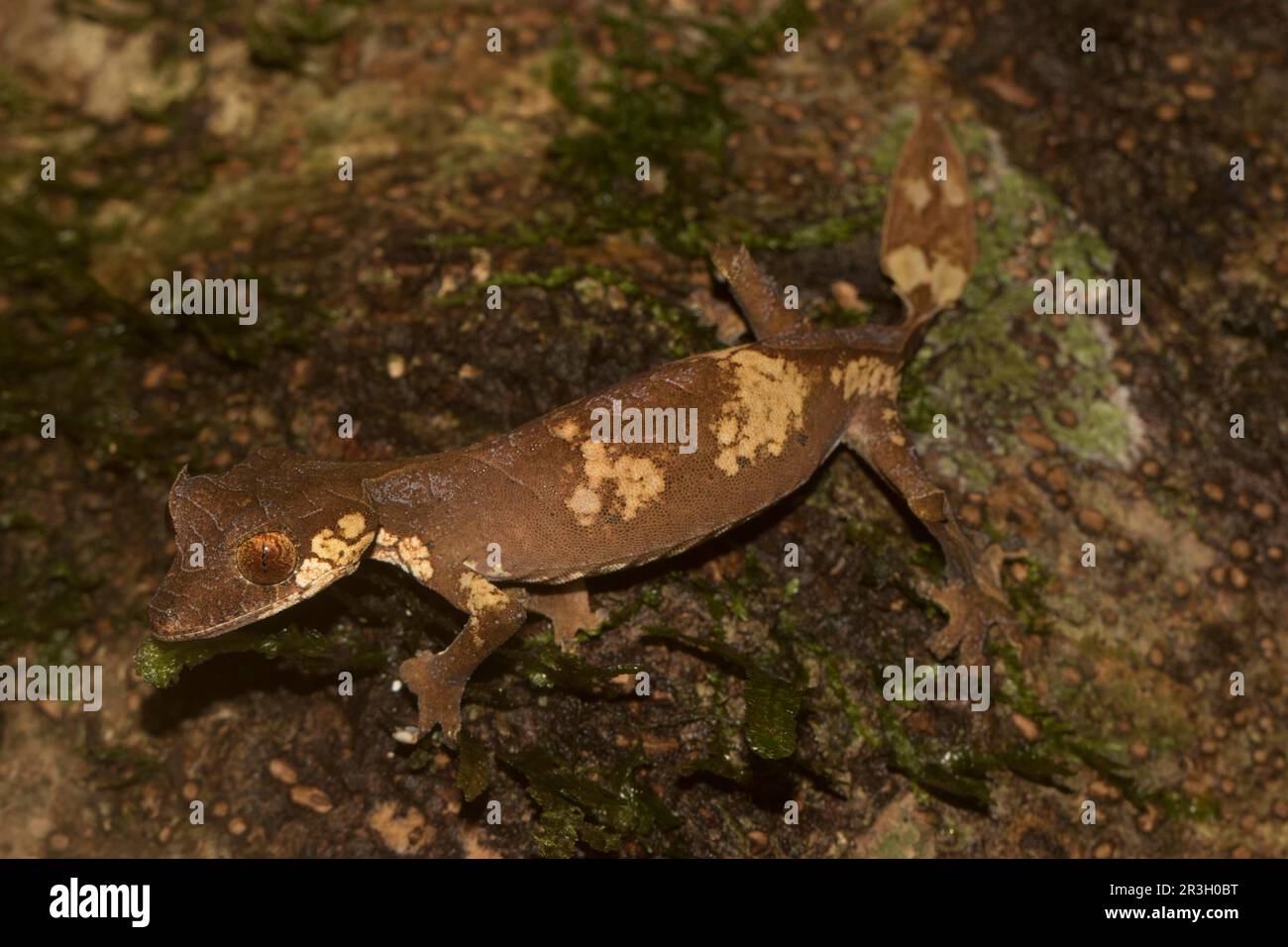 Rare leaf-tailed gecko (Uroplatus finiavana) camouflaged on tree trunk ...