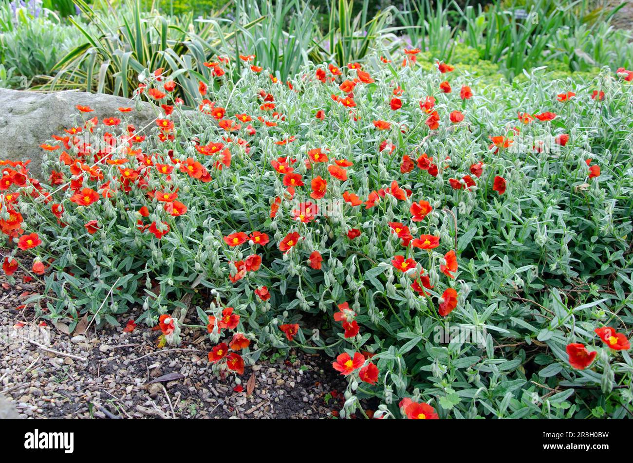 Scarlet globemallow in full bloom, Sphaeralcea coccinea. Full frame ...
