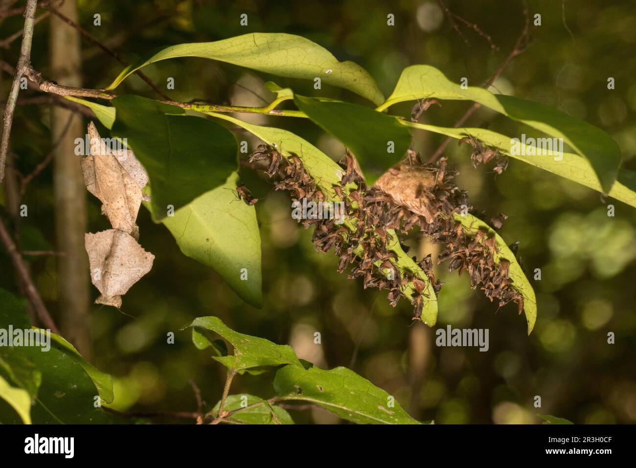 Rare shield mantis (Brancsikia freyi) with ootheca and freshly hatched ...