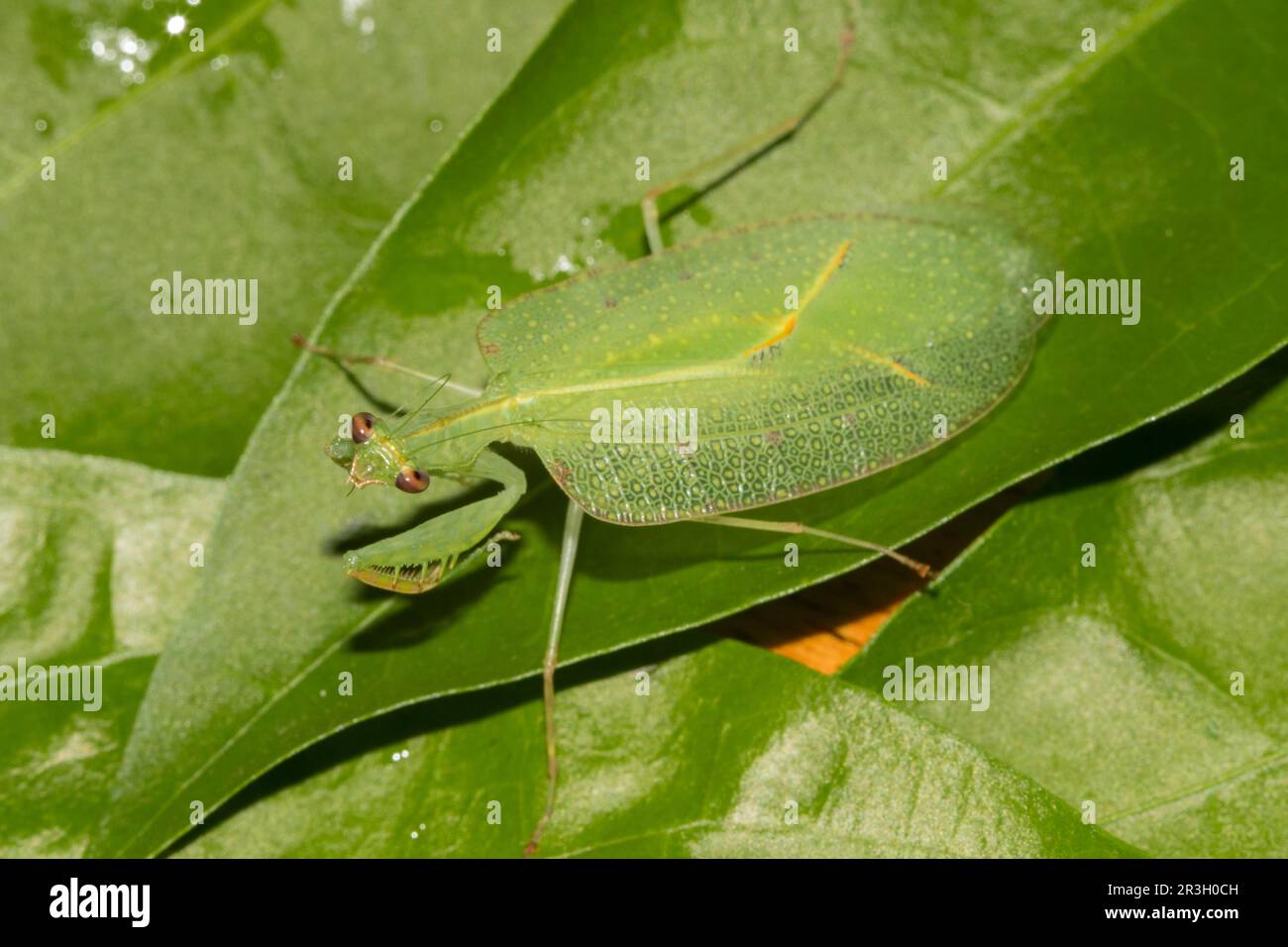 Praying mantis (Enicophlebia pallida), in the rainforest, Andasibe ...