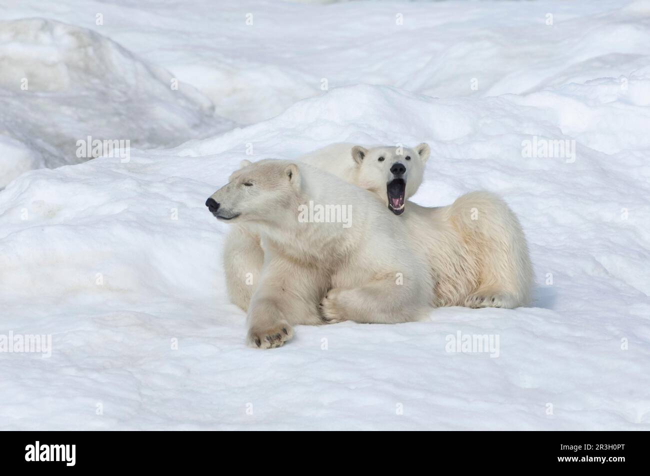 Polar bears monument hi-res stock photography and images - Alamy