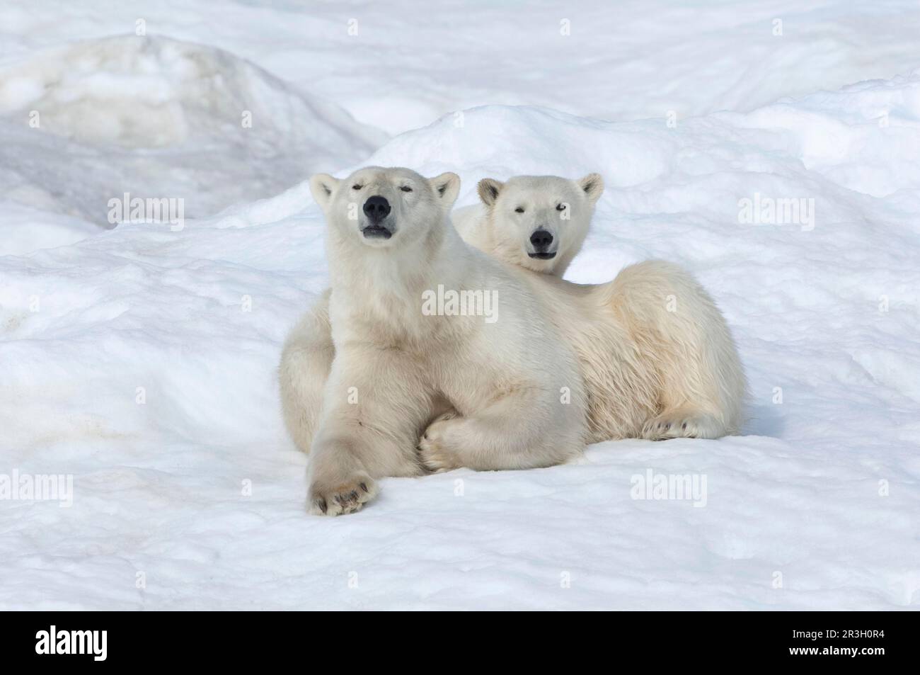 Mother polar bears (Ursus Maritimus) with two-year-old young, Wrangel ...