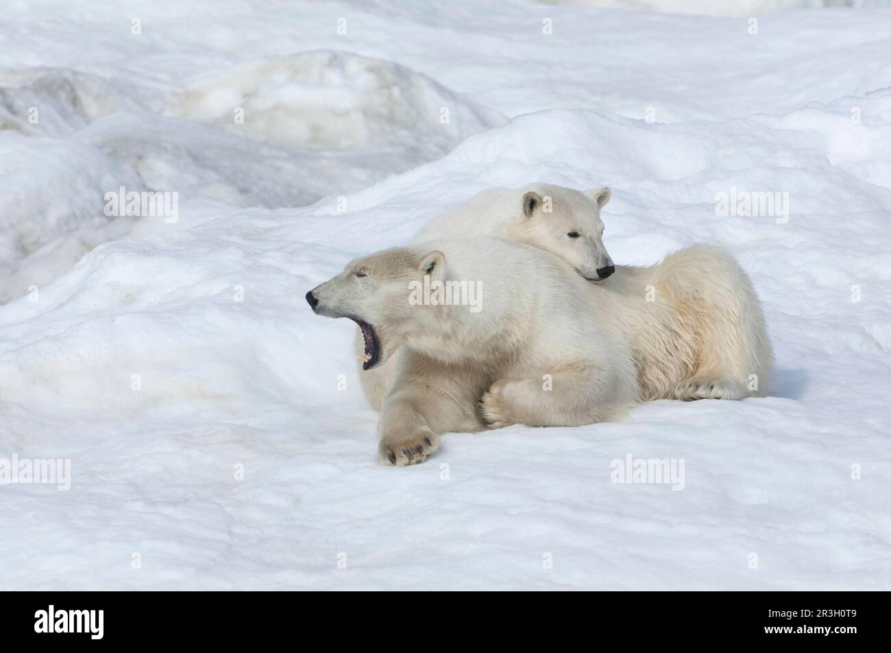 Mother polar bears (Ursus Maritimus) with two-year-old young, Wrangel ...