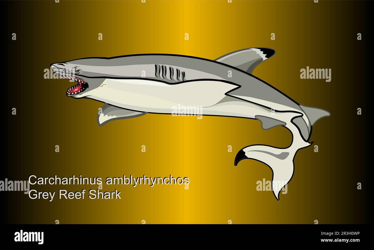 Grey reef shark on abstract Background - Illustration, Shark on a Gold ...