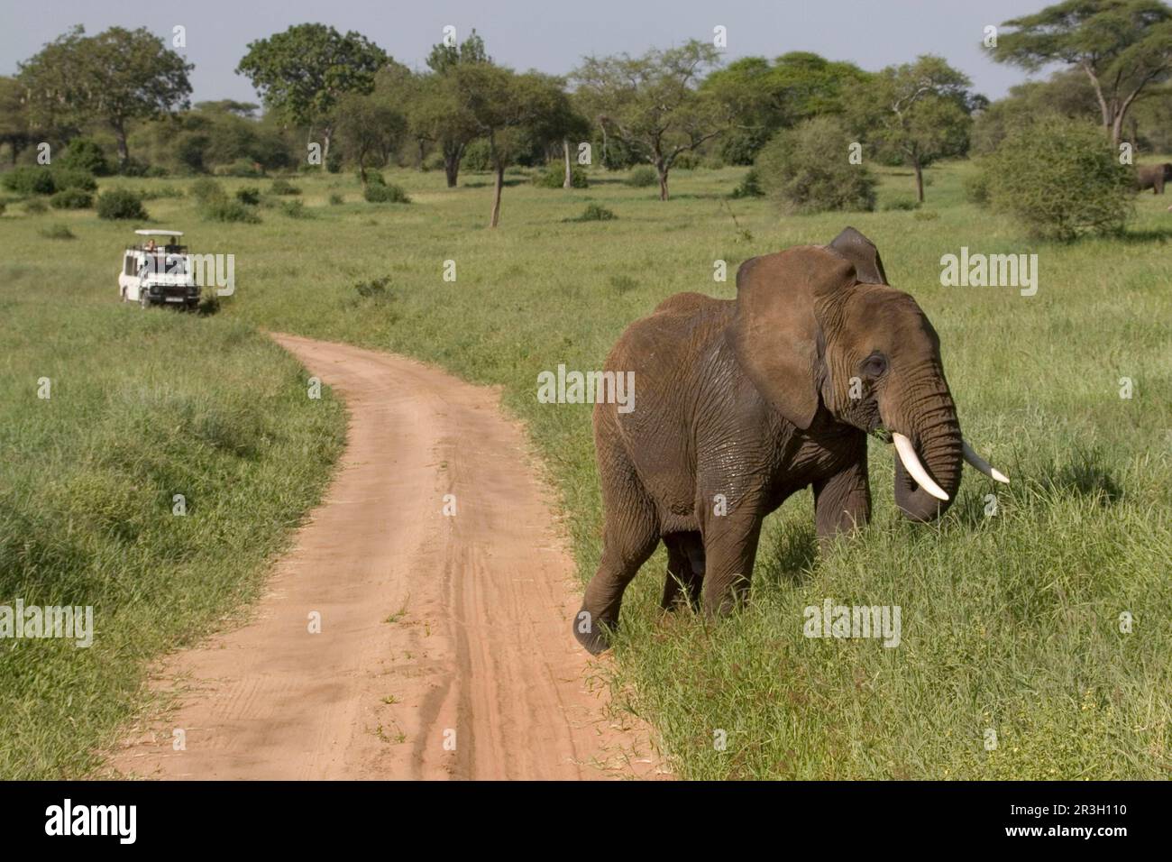 African elephant (Loxodonta africana) Elephant, Elephants, Mammals ...