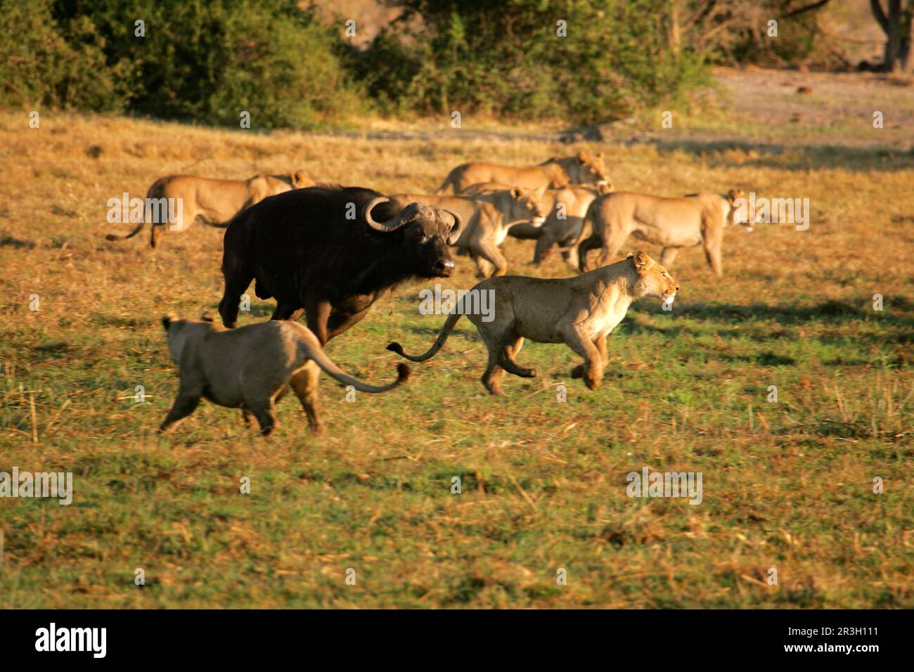Adult african buffalo (Syncerus caffer) chases hunting female lion ...