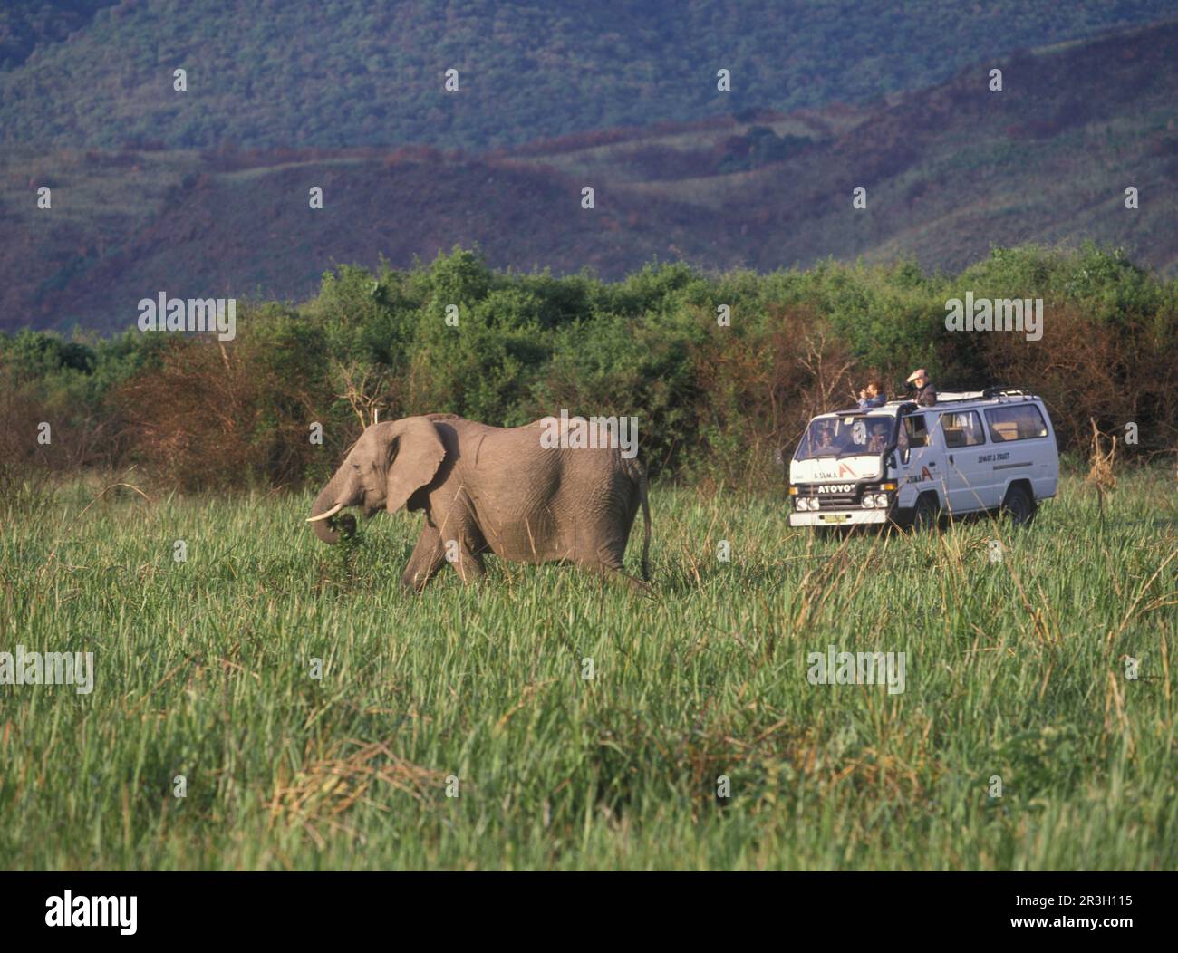 African elephant (Loxodonta africana) elephant, elephants, mammals ...