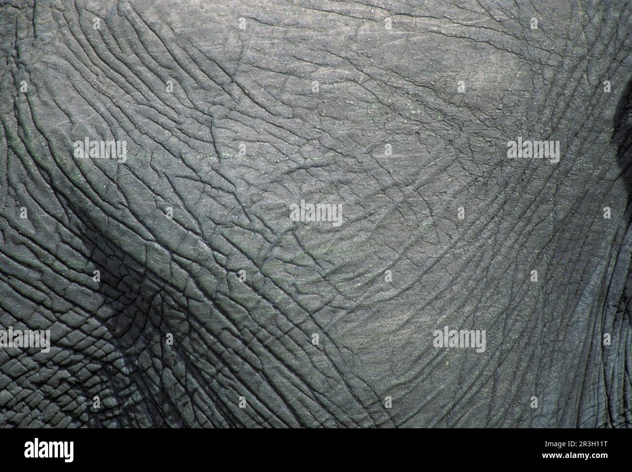 African elephant (Loxodonta africana) elephant, elephants, mammals ...