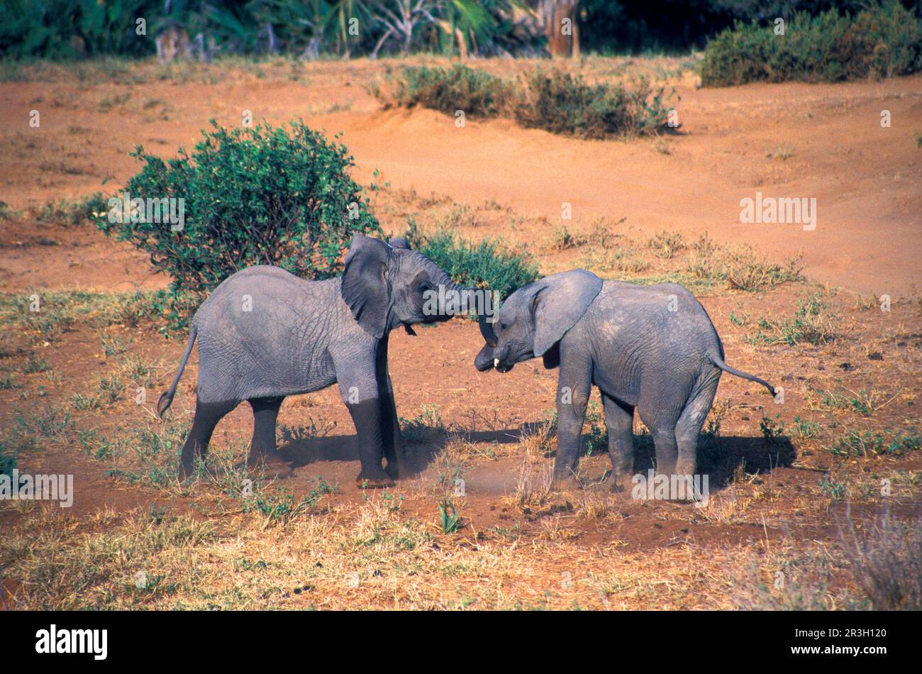 African elephant (Loxodonta africana) Elephantn elephants, elephants ...