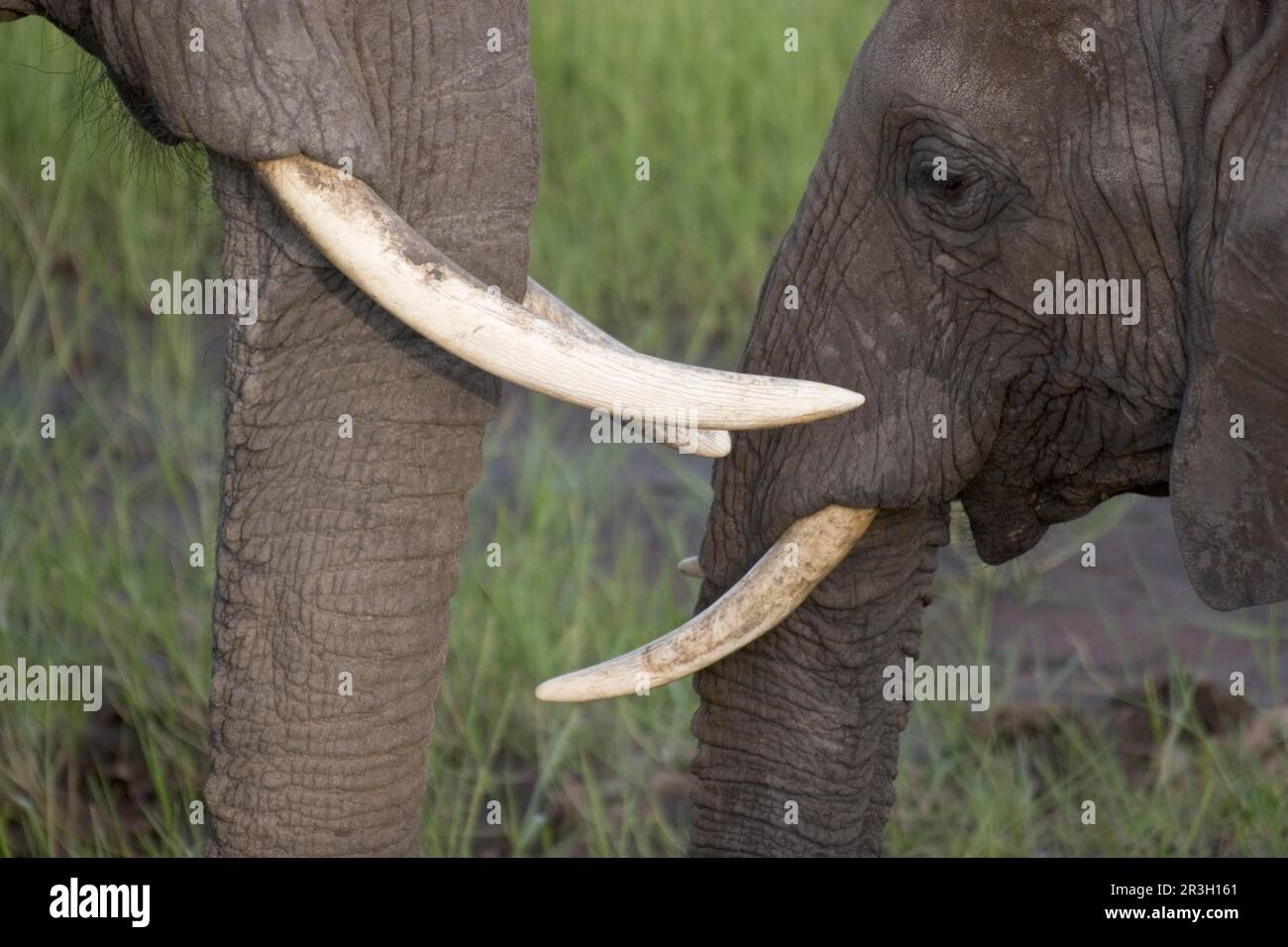 African elephant (Loxodonta africana) elephant, elephants, mammals ...
