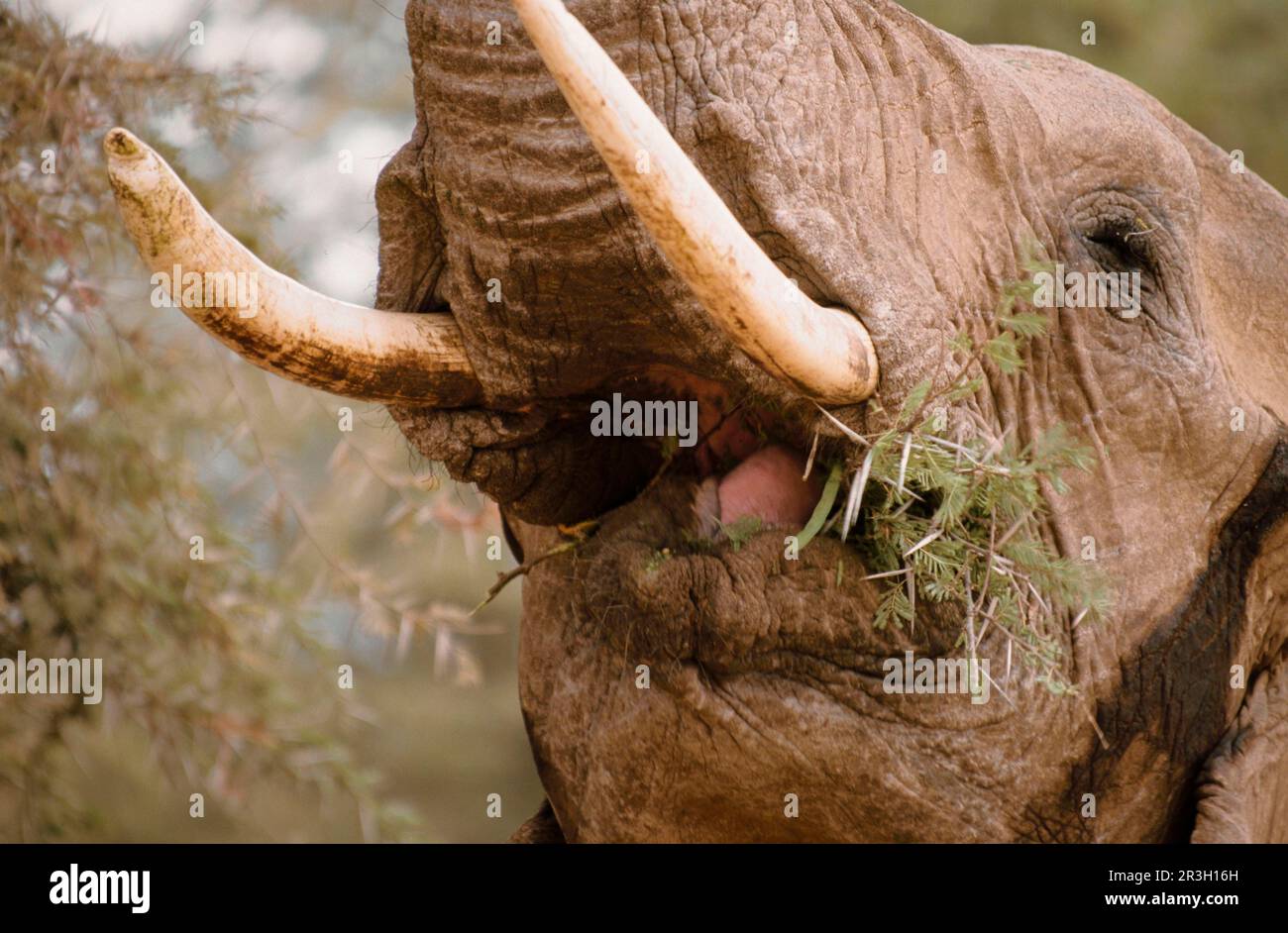 African elephant (Loxodonta africana) Elephant, elephants, mammals ...