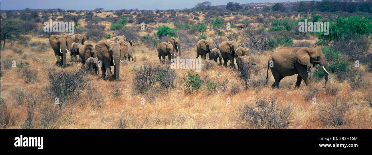 Herd elephants kenya africa hi-res stock photography and images - Alamy
