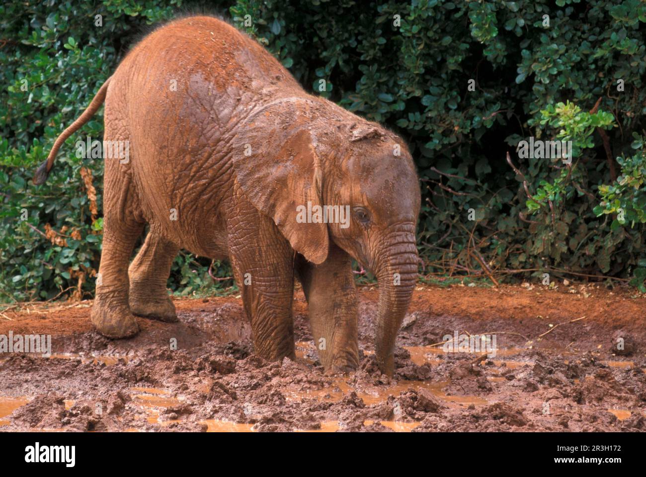 African elephant (Loxodonta africana) elephant, elephants, mammals ...