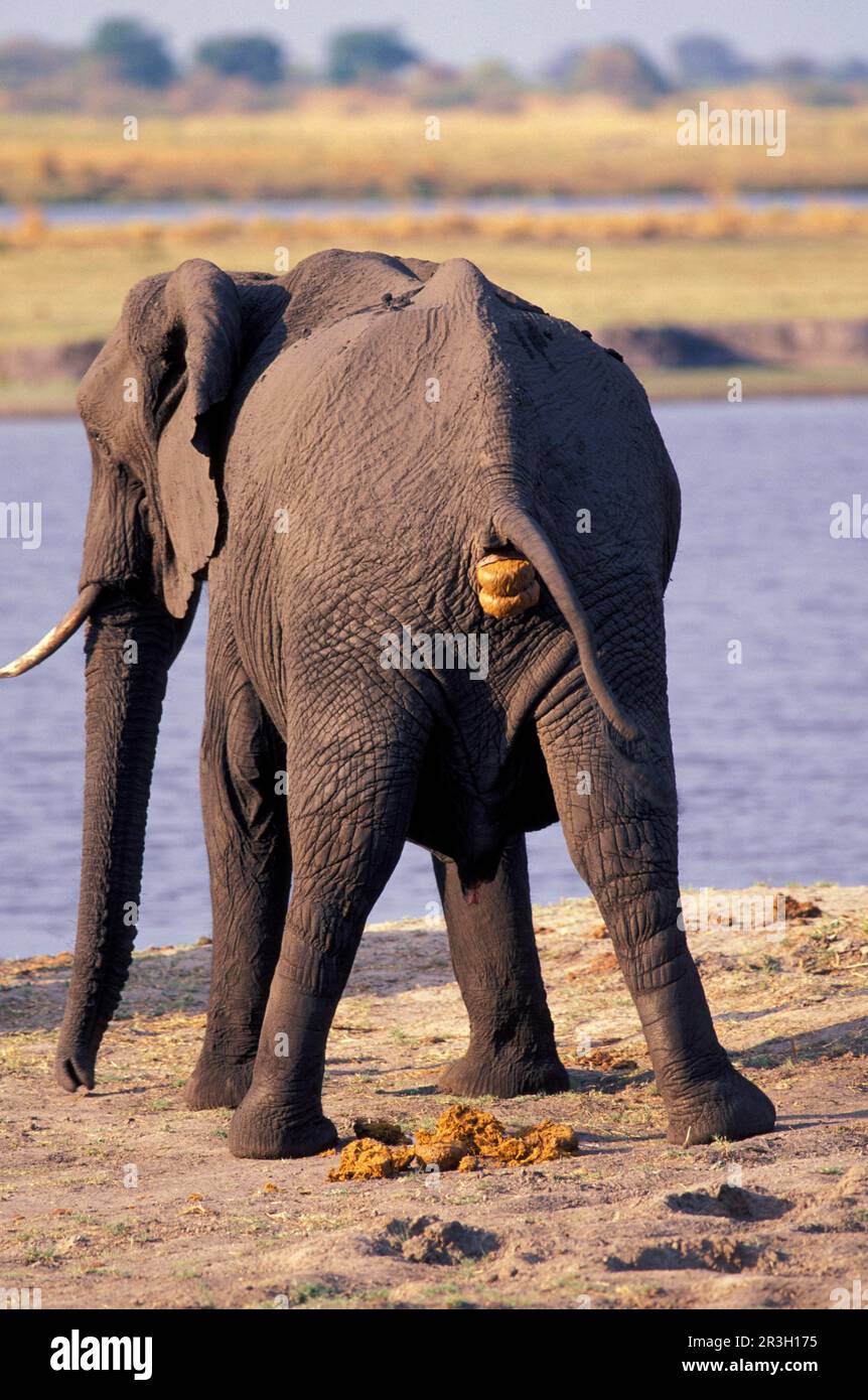 African elephant (Loxodonta africana) elephant, elephants, mammals ...