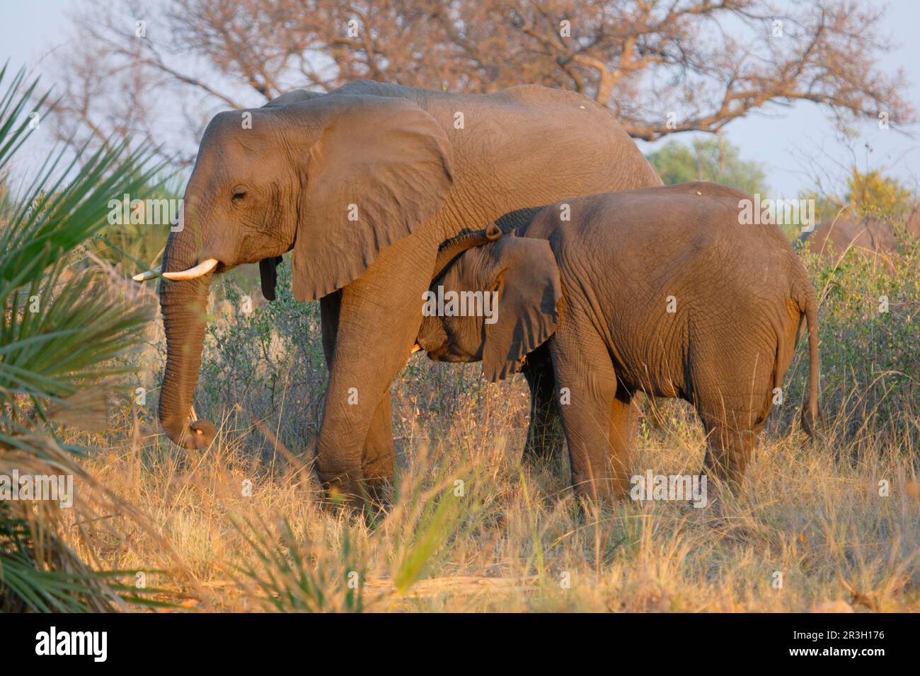 African elephant (Loxodonta africana) Elephant, elephants, mammals ...