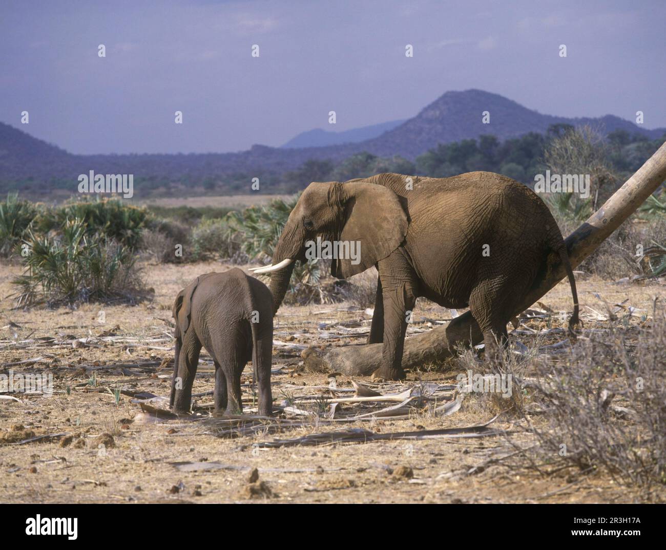 African elephant (Loxodonta africana) Elephantn elephants, elephants ...