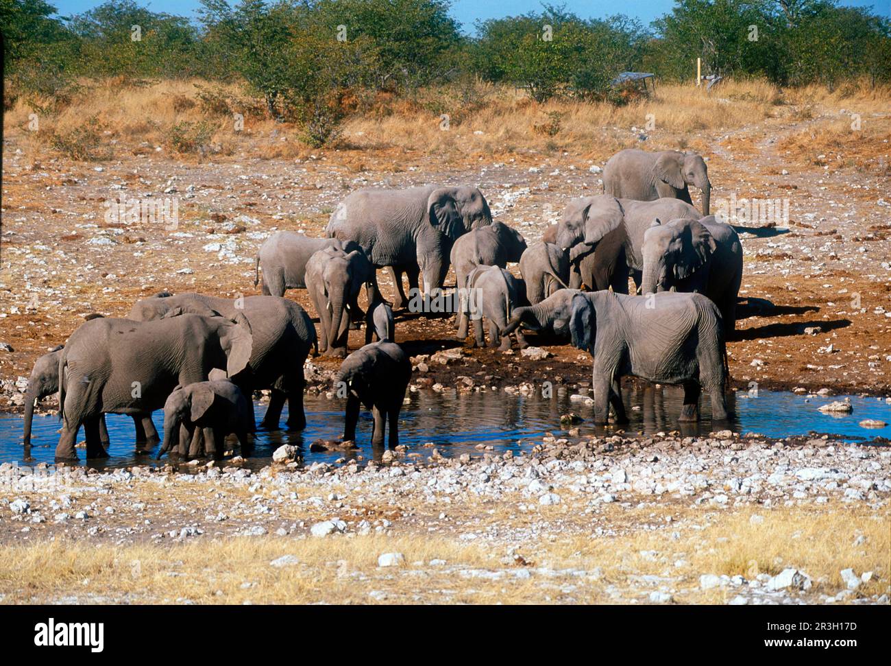 African elephant (Loxodonta africana) Elephant, elephants, mammals ...