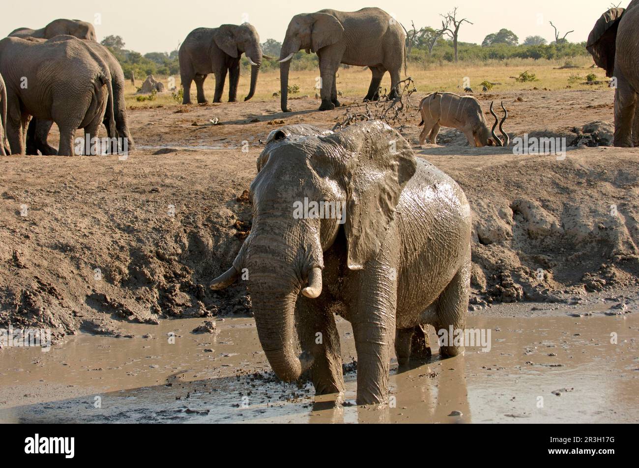 African elephant (Loxodonta africana) elephant, elephants, mammals ...
