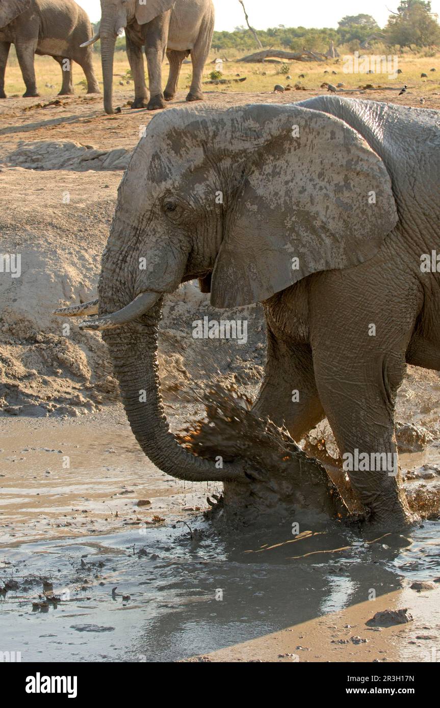 African elephant (Loxodonta africana) elephant elephant, elephants ...