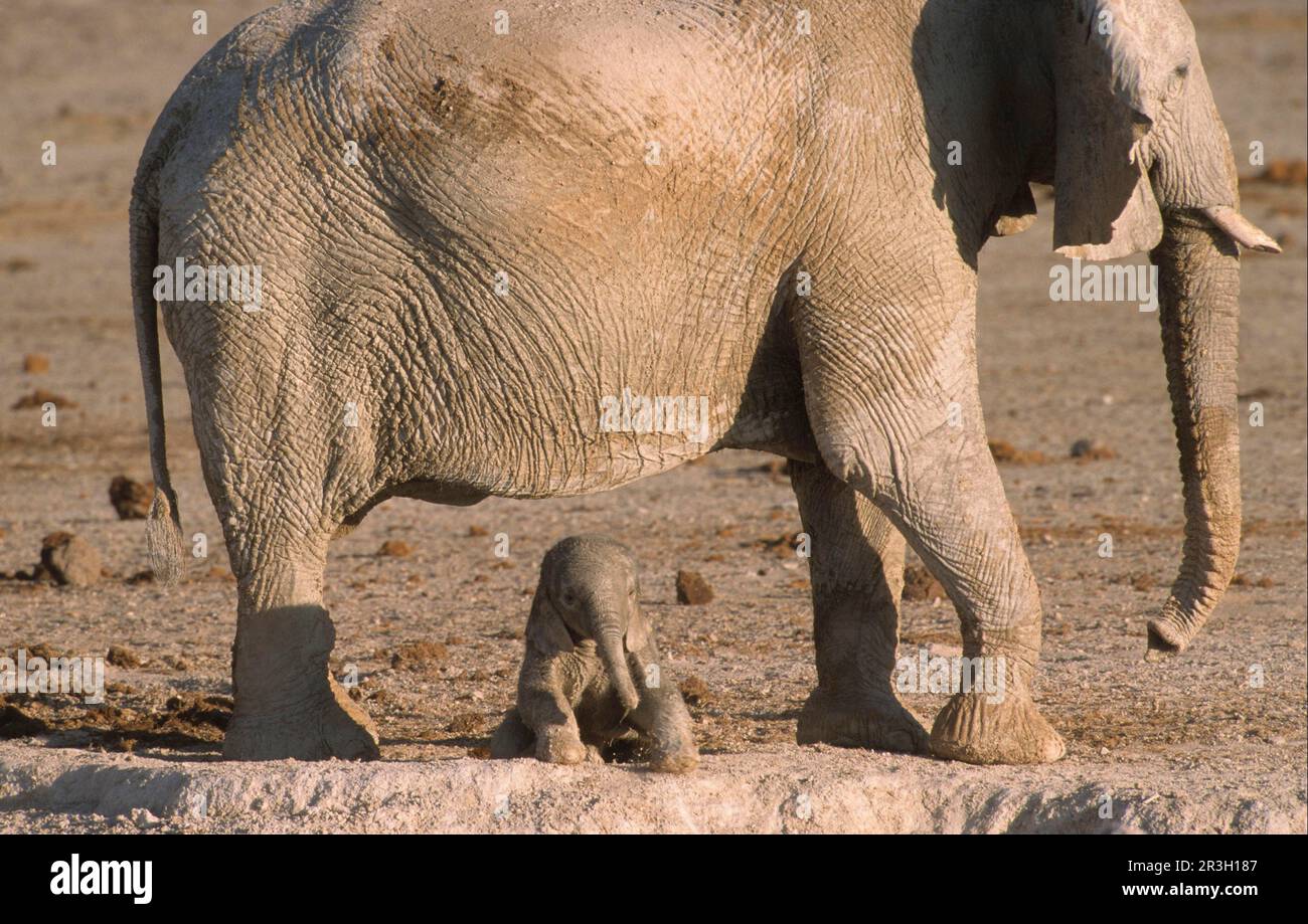 African elephant (Loxodonta africana) Elephant, National Park ...