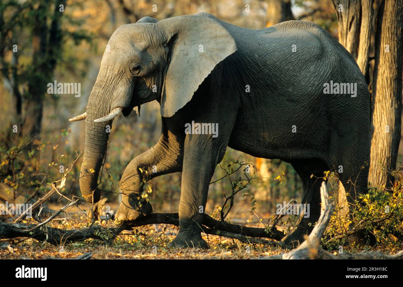 African elephant (Loxodonta africana) Elephant, elephants, mammals ...
