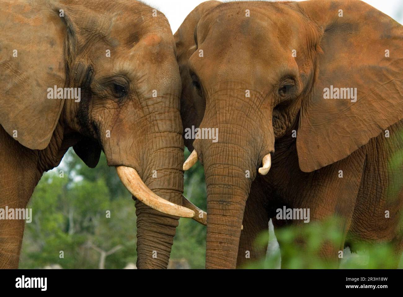 Heads touching hi-res stock photography and images - Alamy