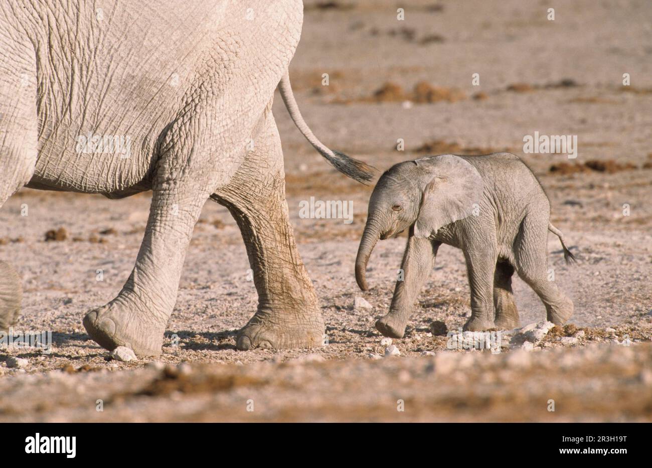 Elephant following mother hi-res stock photography and images - Alamy